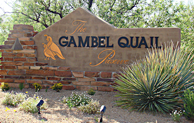 Gambel Quail Preserve in Desert Mountain — Desert Mountain Homes